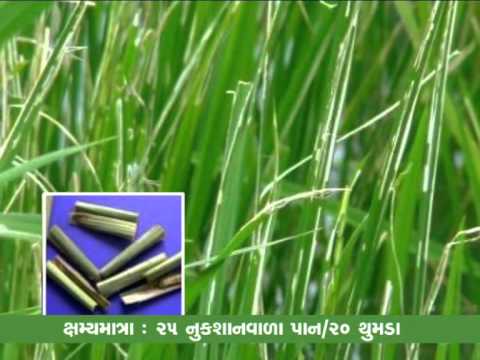 Integrated Pest and Diseases Management in Paddy - YouTube