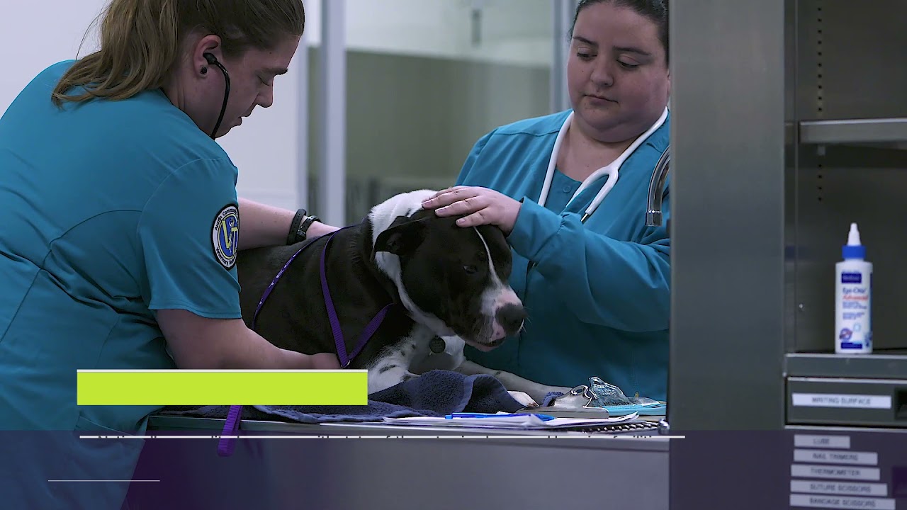 Meet the Campus: ACC Elgin - YouTube