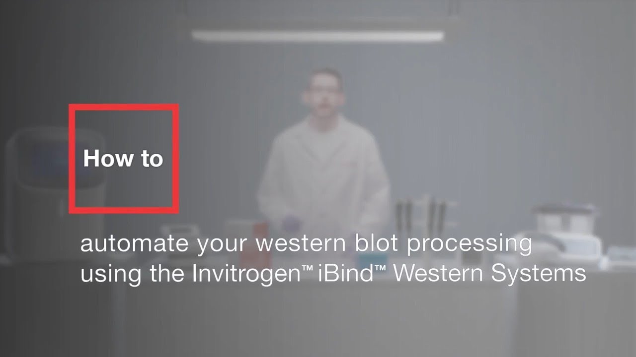 How to automate your western blot processing using the Invitrogen iBind ...