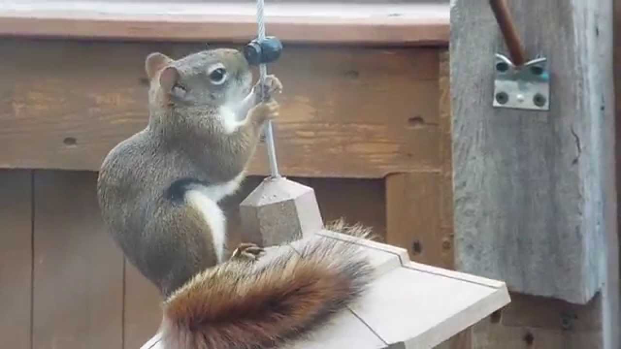 Red squirrel attacks a bird feeder. - YouTube