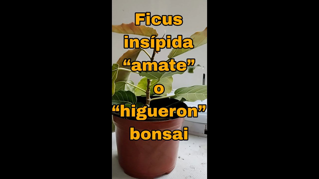 Ficus insípida “amate” o “higueron” bonsai - YouTube