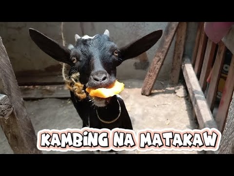 Kambing na matakaw (goat ) #animals #animalshortsvideo - YouTube