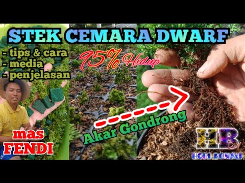SETEK CEMARA DWARF 95% BERHASIL - YouTube