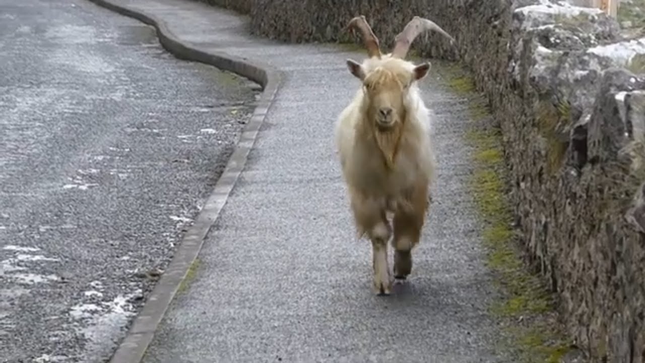 Great Orme Goat - YouTube