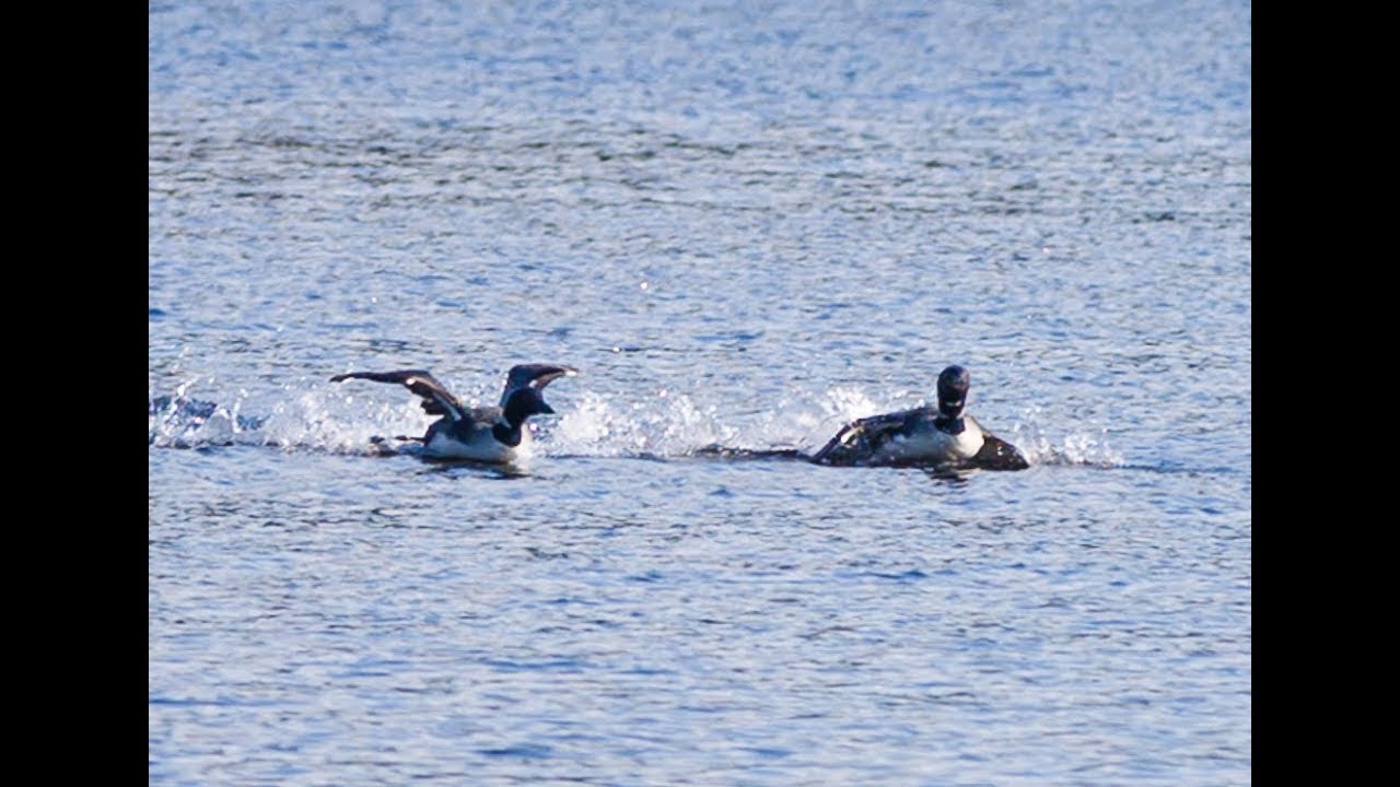 Loon Race - YouTube