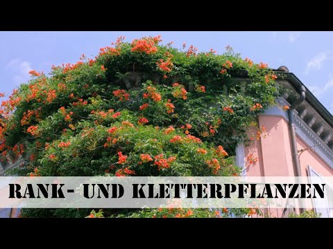 Die schönsten Rank- & Kletterpflanzen - YouTube