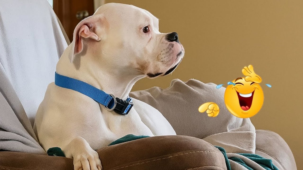 You Can’t Stop Laughing At These Dogs 🤣 FUNNIEST DOGS Video 2026 - YouTube