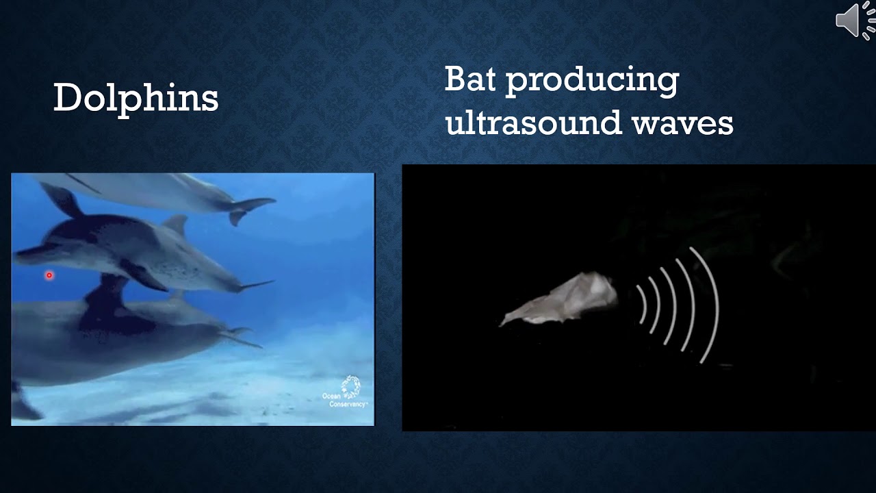SOUND (part 6). range of hearing, application of ultrasound waves - YouTube