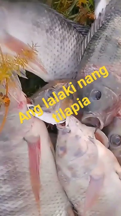 ang dami Kong Huli #fish #fishing #tilapia - YouTube