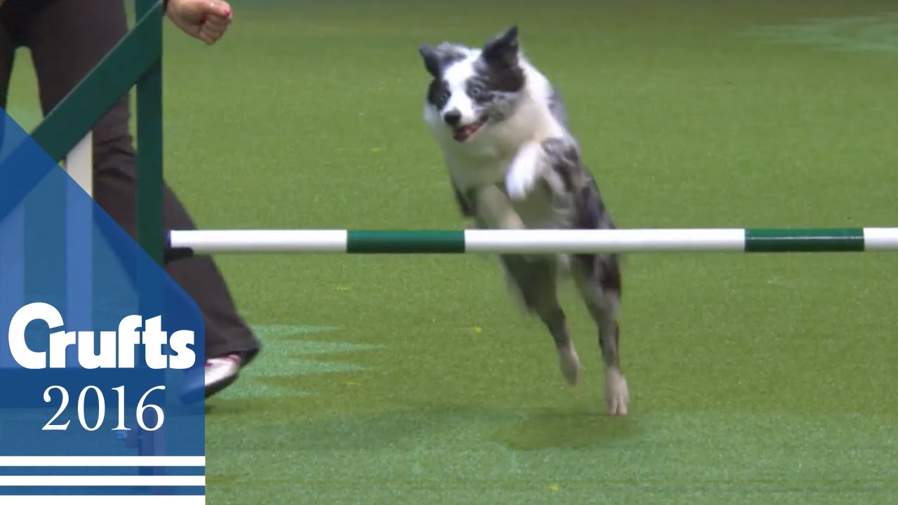 Agility - Crufts Single Heats - S/M/L - Agility | Crufts 2016 - YouTube