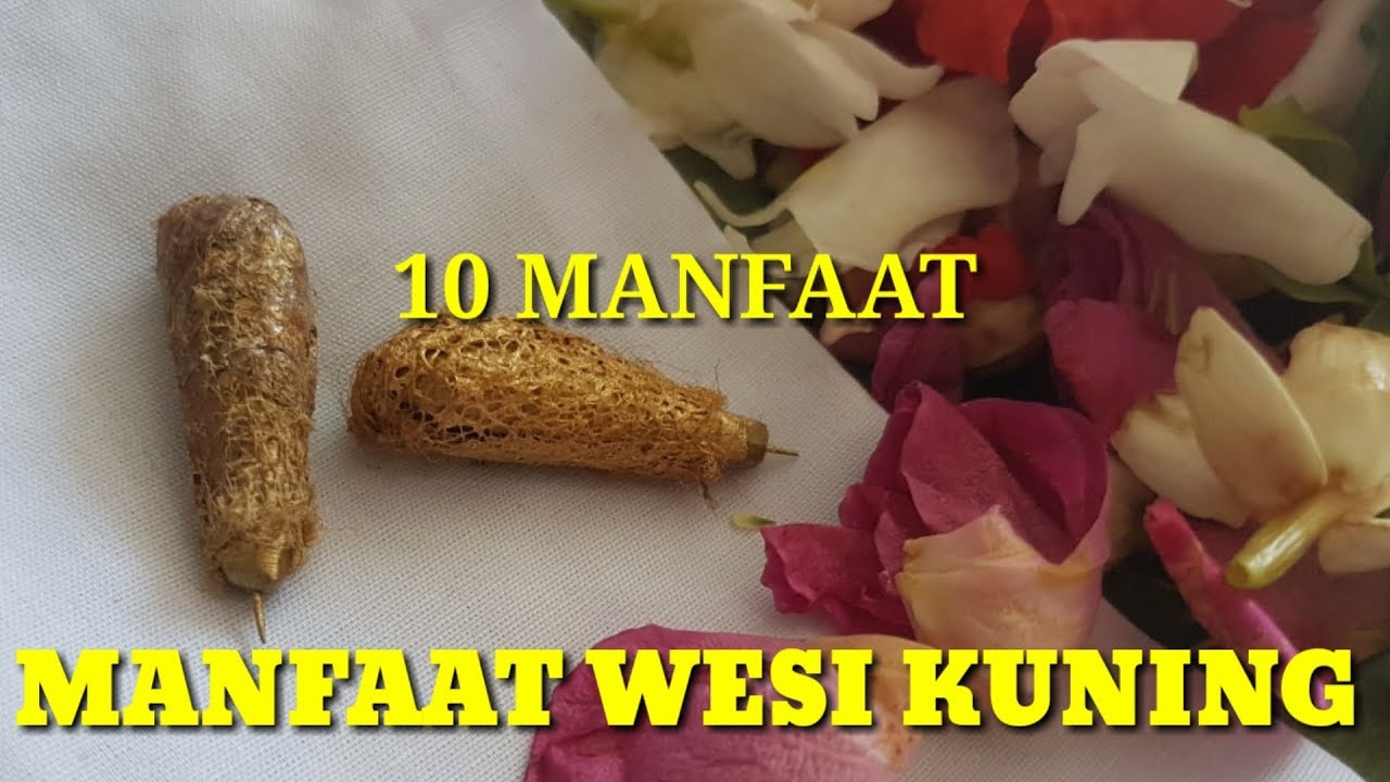 Mustika Wesi Kuning Kursani AKTIF - YouTube