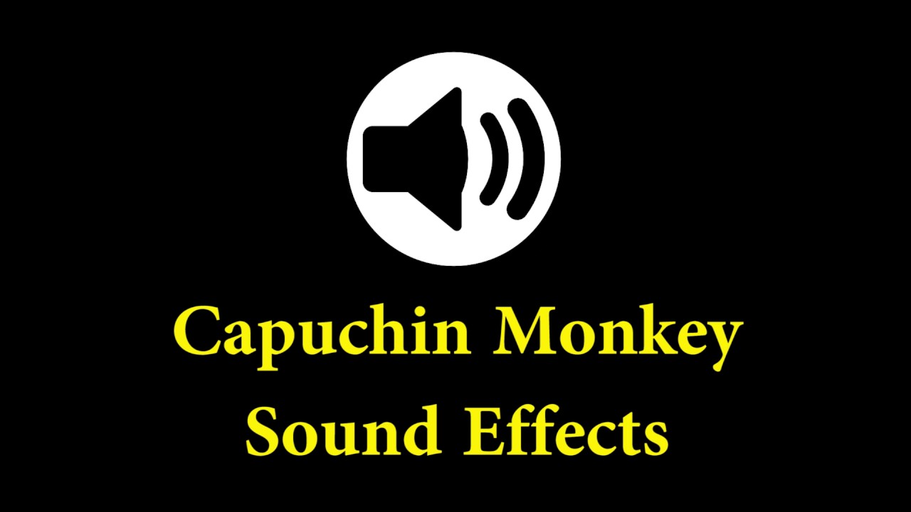 Capuchin Monkey Sound Effects - Cartoon Sound Effect - sfx free - YouTube