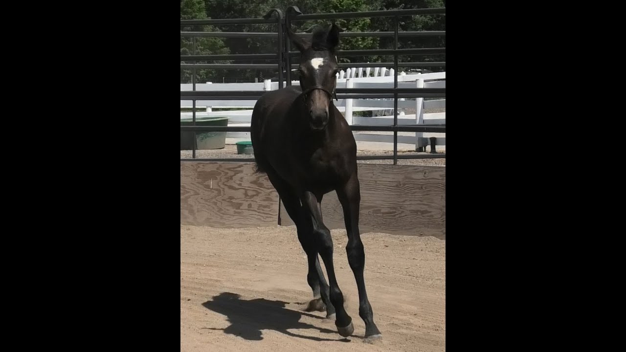 DGS Carbon Copy - 2019 Dk Brown Mare by DGS Replicated - 08-19 Round ...