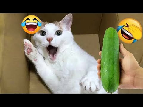 You Laugh You Lose😹Funniest Dogs and Cats 2024😻🐶
