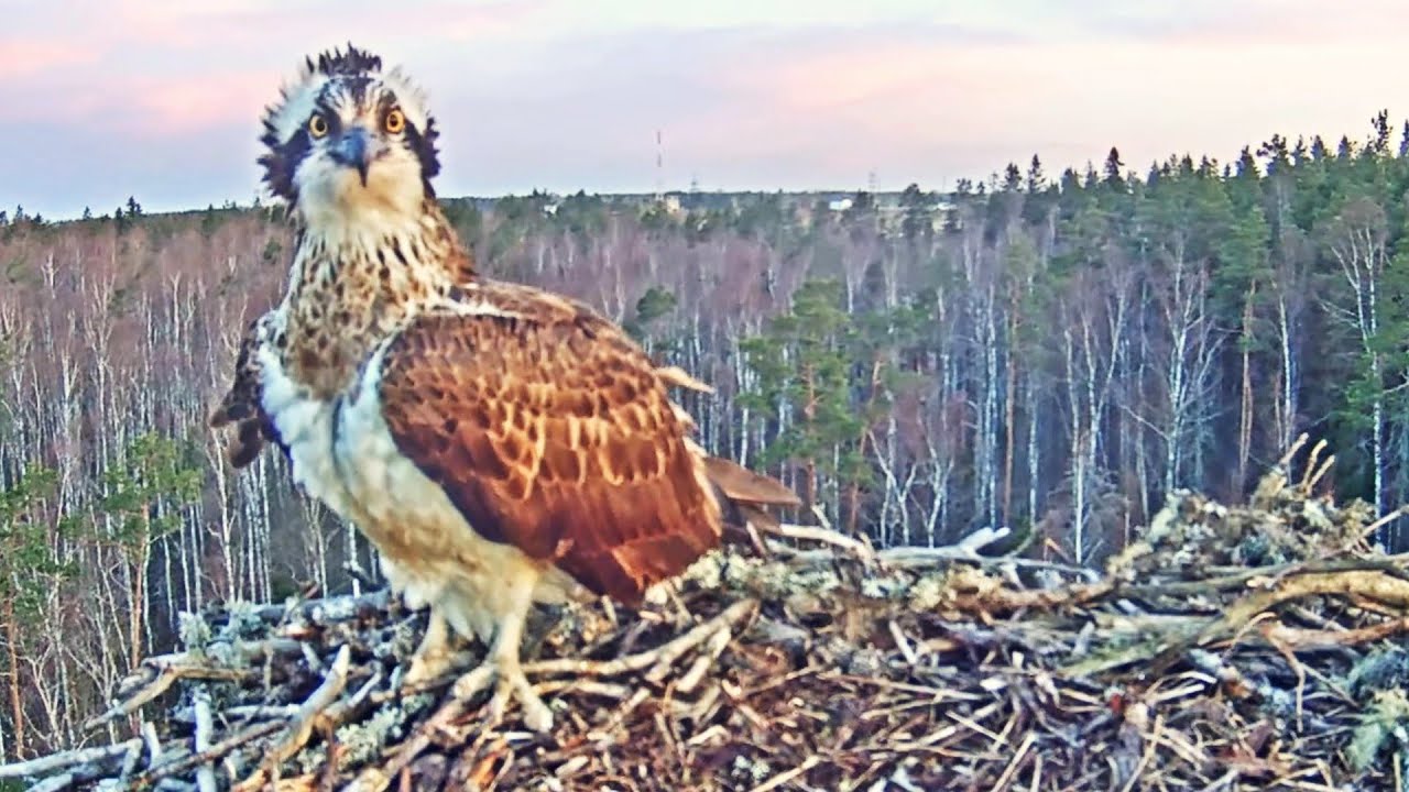 Kalakotkas::Estonian Osprey~Female Osprey visit the nest~5:59 am 2024 ...