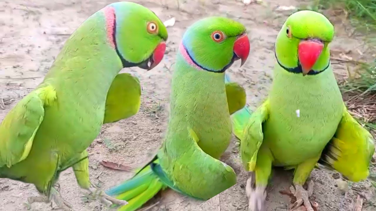 Parrot Talking And Compilation Funny Parrot - YouTube