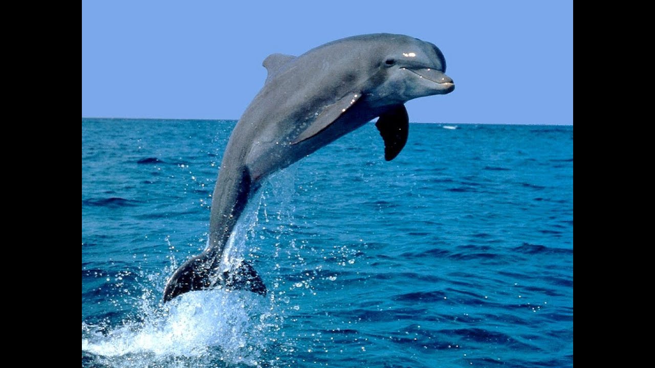 Los Delfines (Exposición) - YouTube