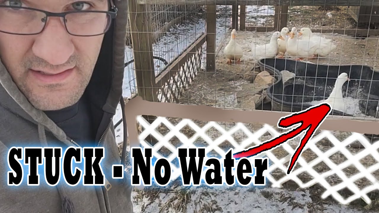 DUCK STUCK - YouTube