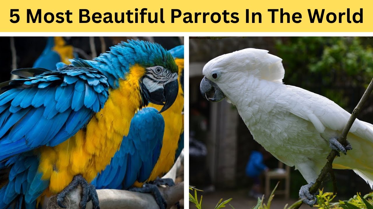 Top 5 Most Beautiful Parrots In The World - YouTube