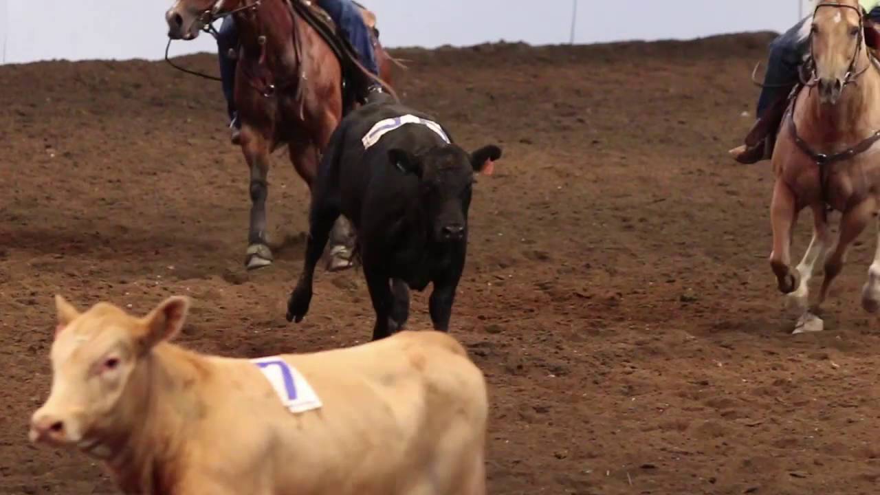 Team Cattle Penning - Calgary Stampede 2016 - YouTube