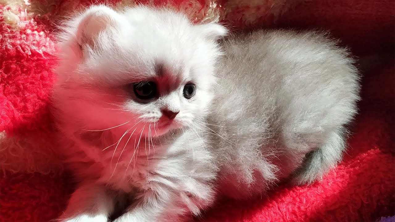 Cute Baby Cat | Our New Family Member, Sweetie 😍🐱 - YouTube
