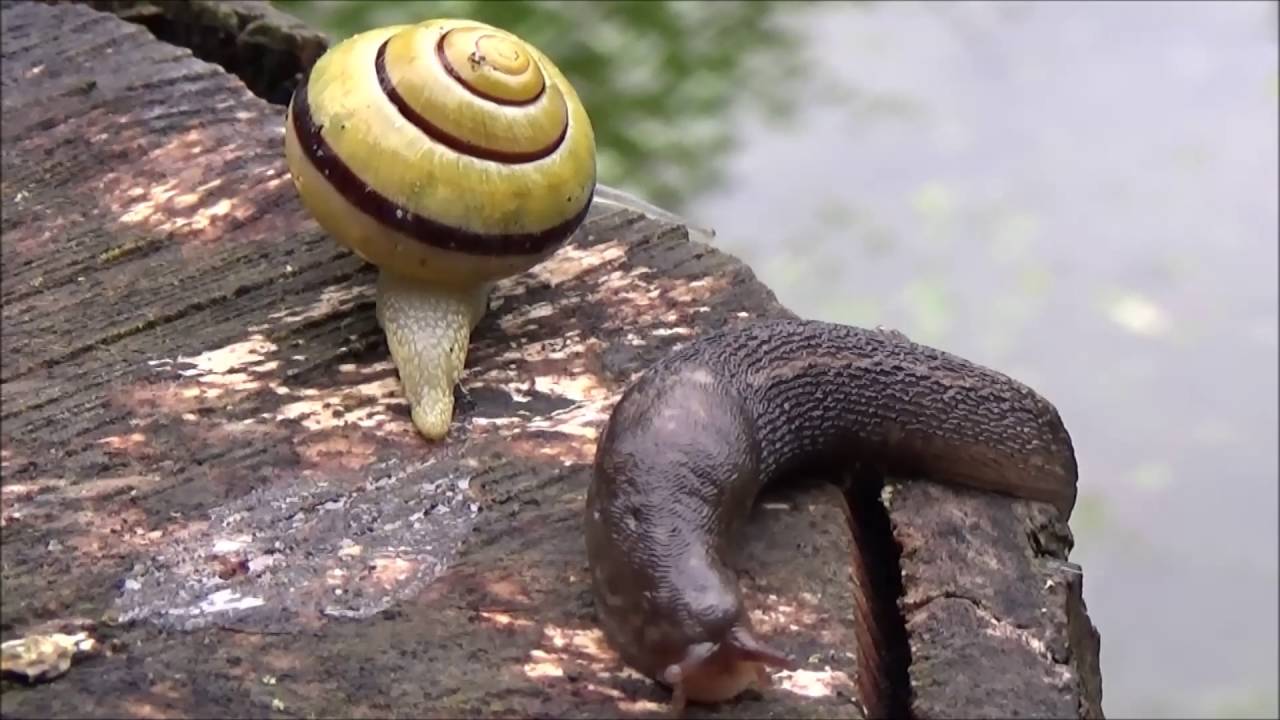 Haagse Bos - YouTube