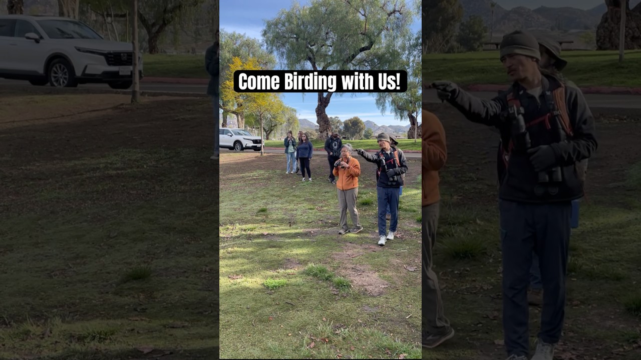 Free Beginner Friendly Birding in San Diego hosted with San Diego Bird Alliance #birds # ...
