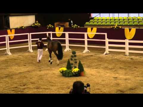 Hengst/Stallion Cast no Noise von Caretano Z x Quinar x Lord, Stamm ...