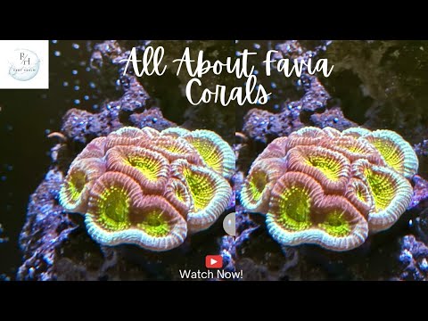 All about Favia corals