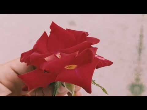Tas-Duvarlar( ZERDA) (piano version)AliCar🥀