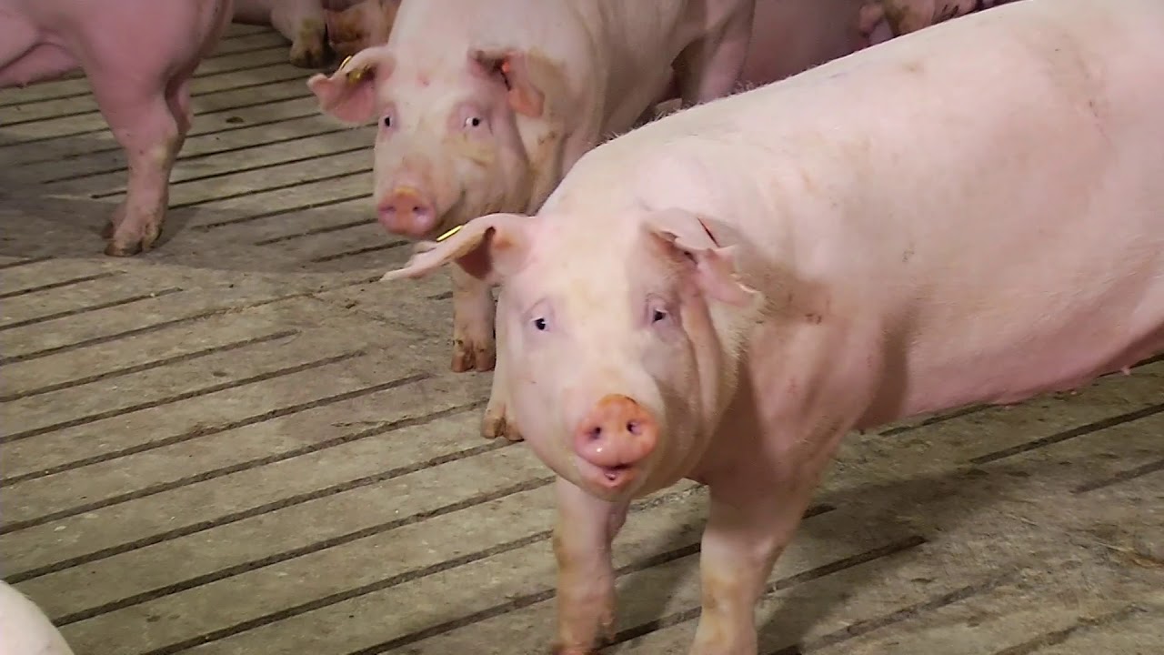 Swine Herd Health Basics - YouTube