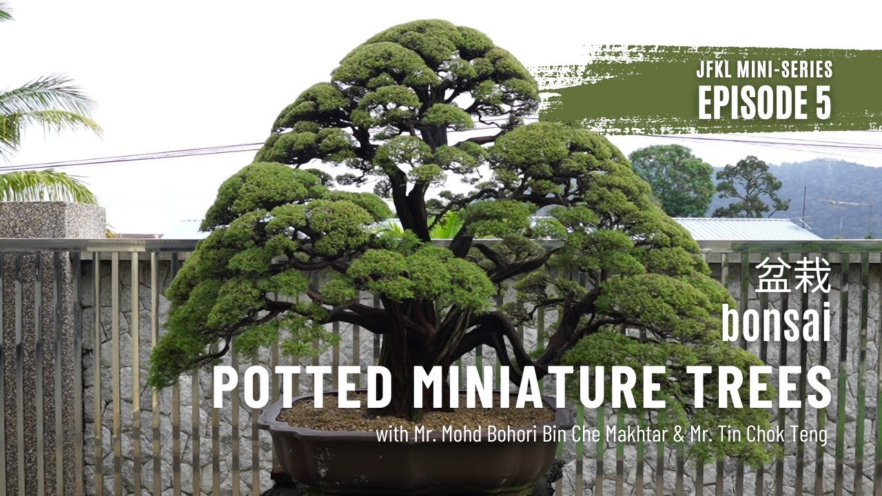 JFKL Mini-series Episode 5: Bonsai in Malaysia - YouTube