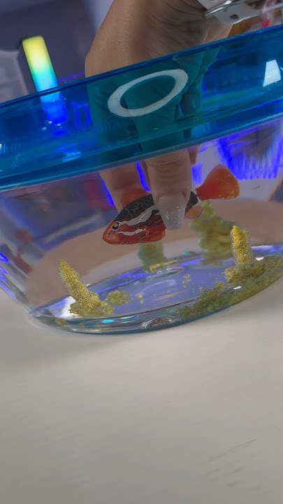 Robo Fish Swim’N Fish Bowl #asmr #robofish - YouTube