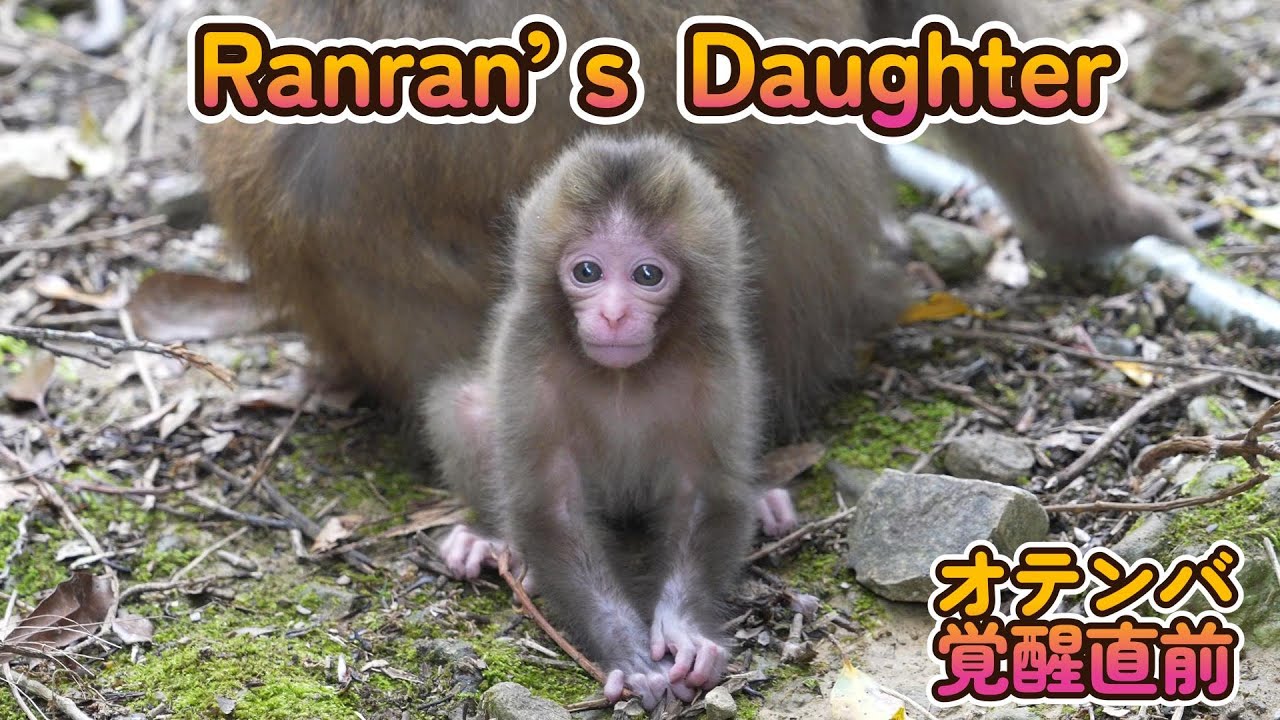【赤ちゃん・ニホンザル・4K動画】Ranran’sDaughter Rinrin あざといぞ😂 - YouTube