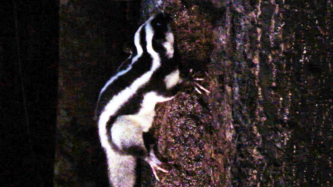 Sugar Glider & Striped Possum - YouTube