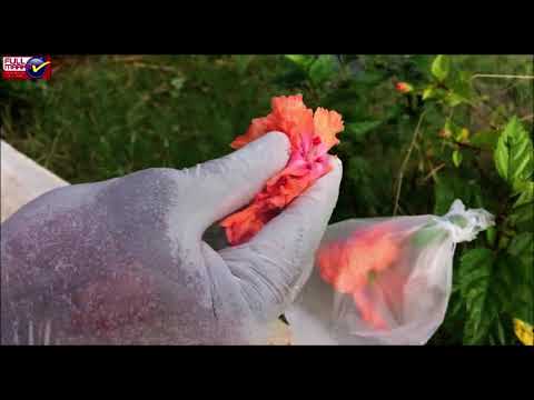 CBSE Class 12 Practical Skills in Biology Experiment No. 8 Plant ...