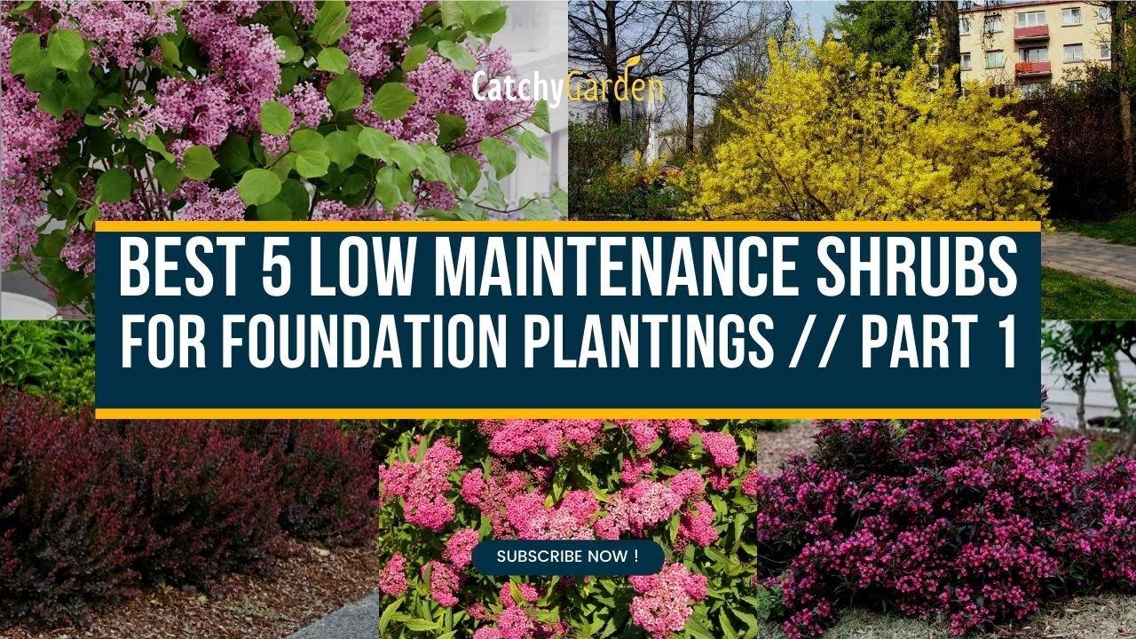 Best 5 Low Maintenance Shrubs for Foundation Plantings 🌱🌸 // Part 1 ...