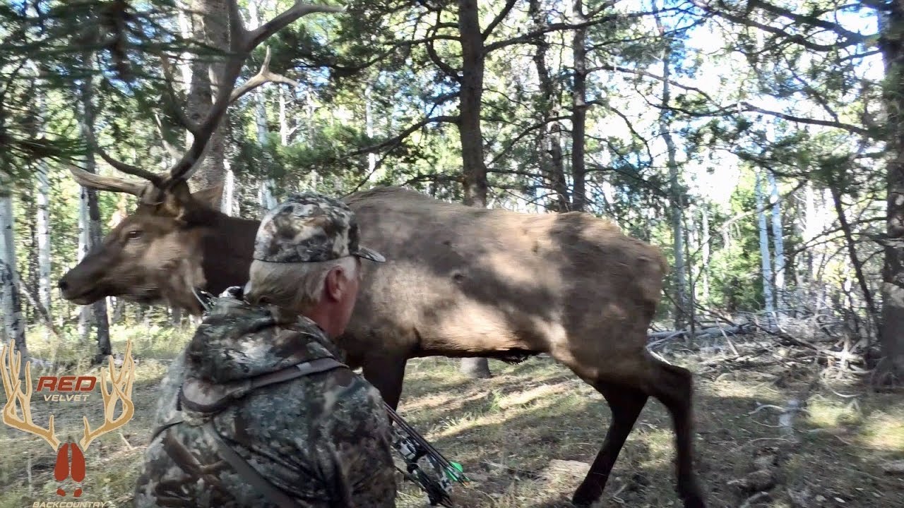 BULL ELK ALMOST HITS ARCHER!! BODY BRUSHES AGAINST ARROW!! - YouTube