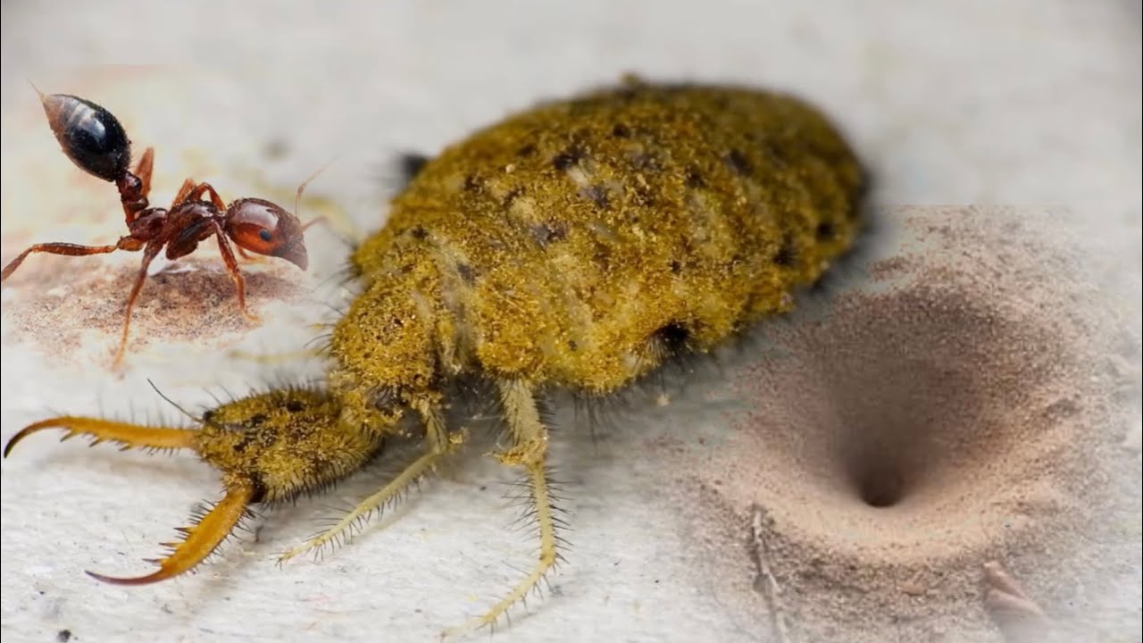 The Hidden World of the Antlion - YouTube