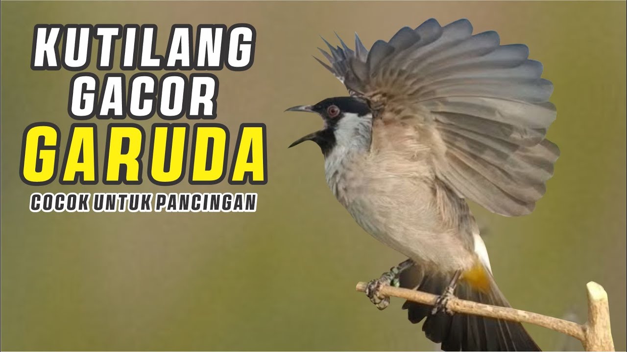 Suara Kutilang Gacor Garuda Cocok Untuk Pancingan - YouTube