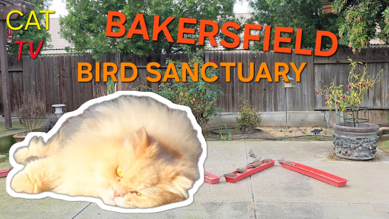 Rare afternoon at the Bakersfield Bird Sanctuary | CAT TV - YouTube