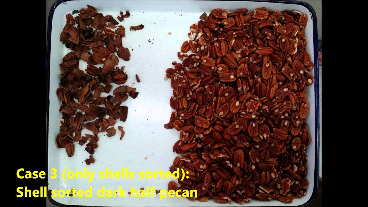 AMVT NIR+RGB Color Sorter for Shelled Pecan - YouTube