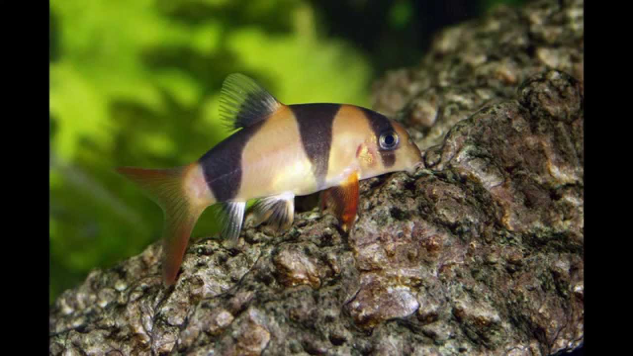 Akvariefiskar Sötvatten - Praktbotia, Neon Tetra (Clown Loach) - YouTube