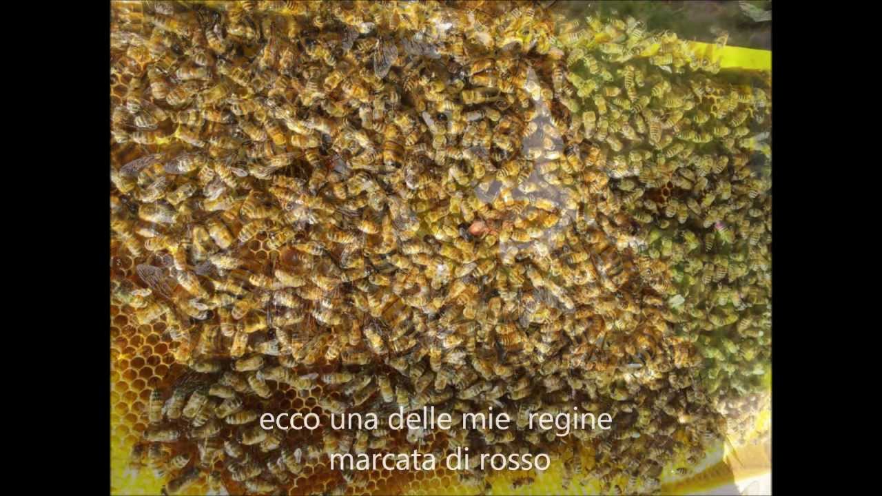 Apicoltura, api e... regina - YouTube