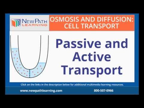 Osmosis and Diffusion: Cell Transport - Passive and Active Transport ...