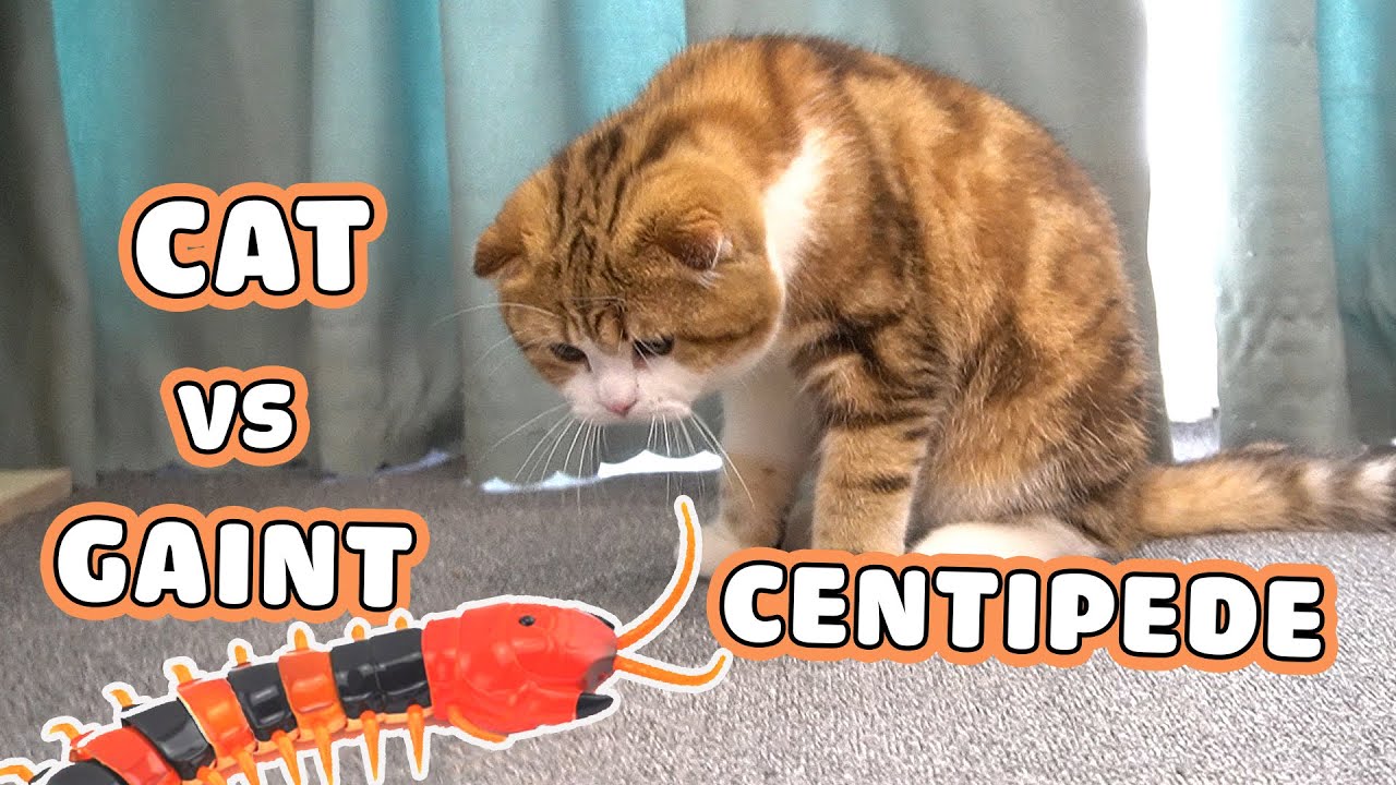 Cats play with remote control toy - A giant centipede | Polly, Elly ...