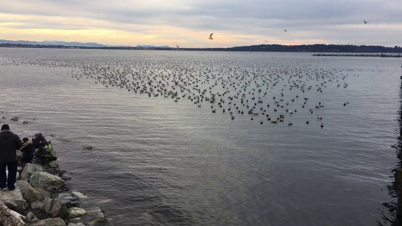 白石惊现百万海鱼自杀续4, 几十万海鸟飞来！密集恐惧! Hundreds of thousands of birds flock to the ...
