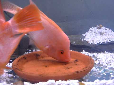 Red Devil x Blood Parrot Project - Devil Parrots - YouTube