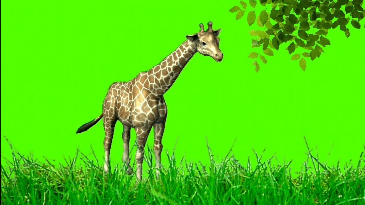 giraffe green screen video no copyright - YouTube