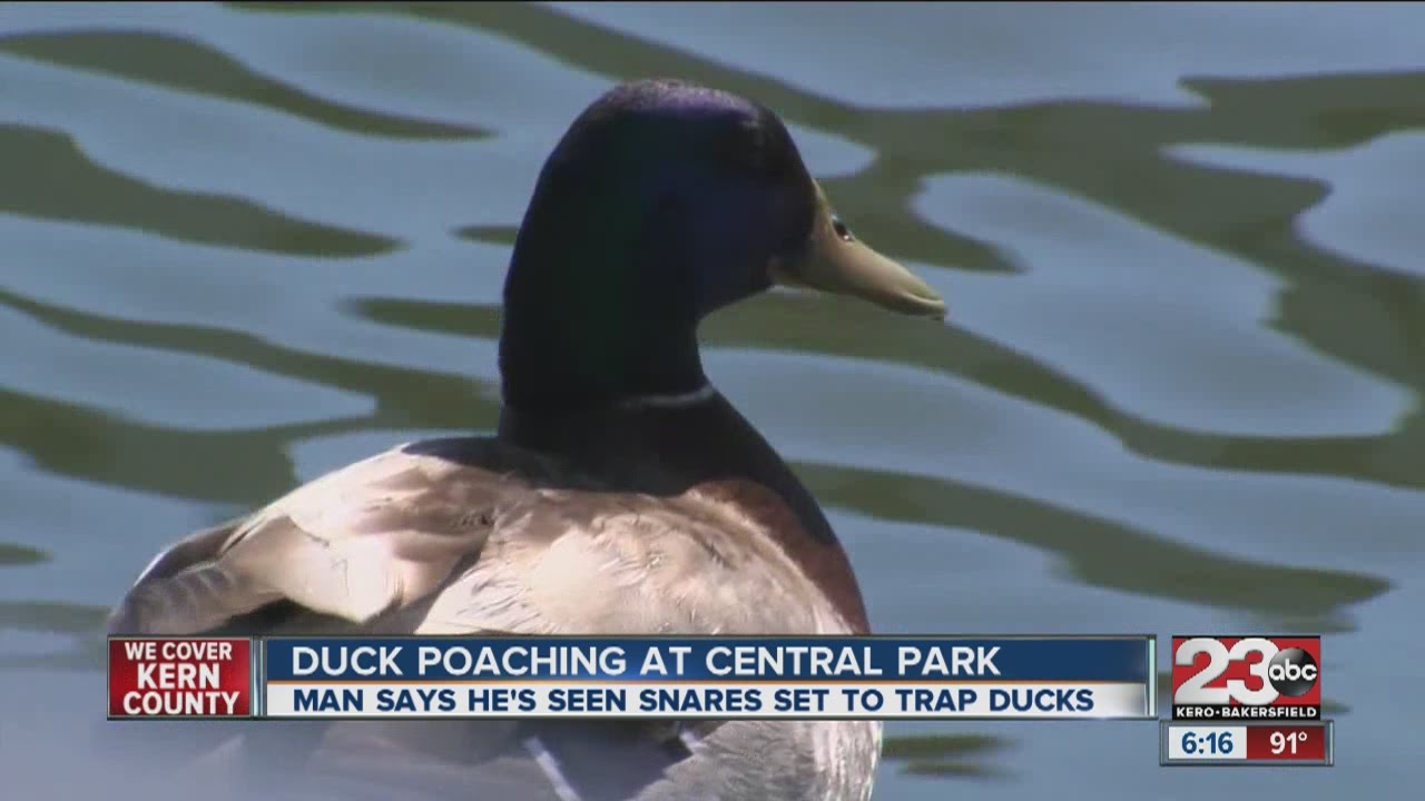 Duck poaching at Central Park - YouTube